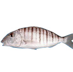 Ψαράκι στη σχάρα - Μενού